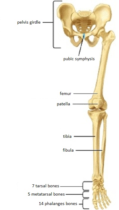 Skeletal System Diagrams